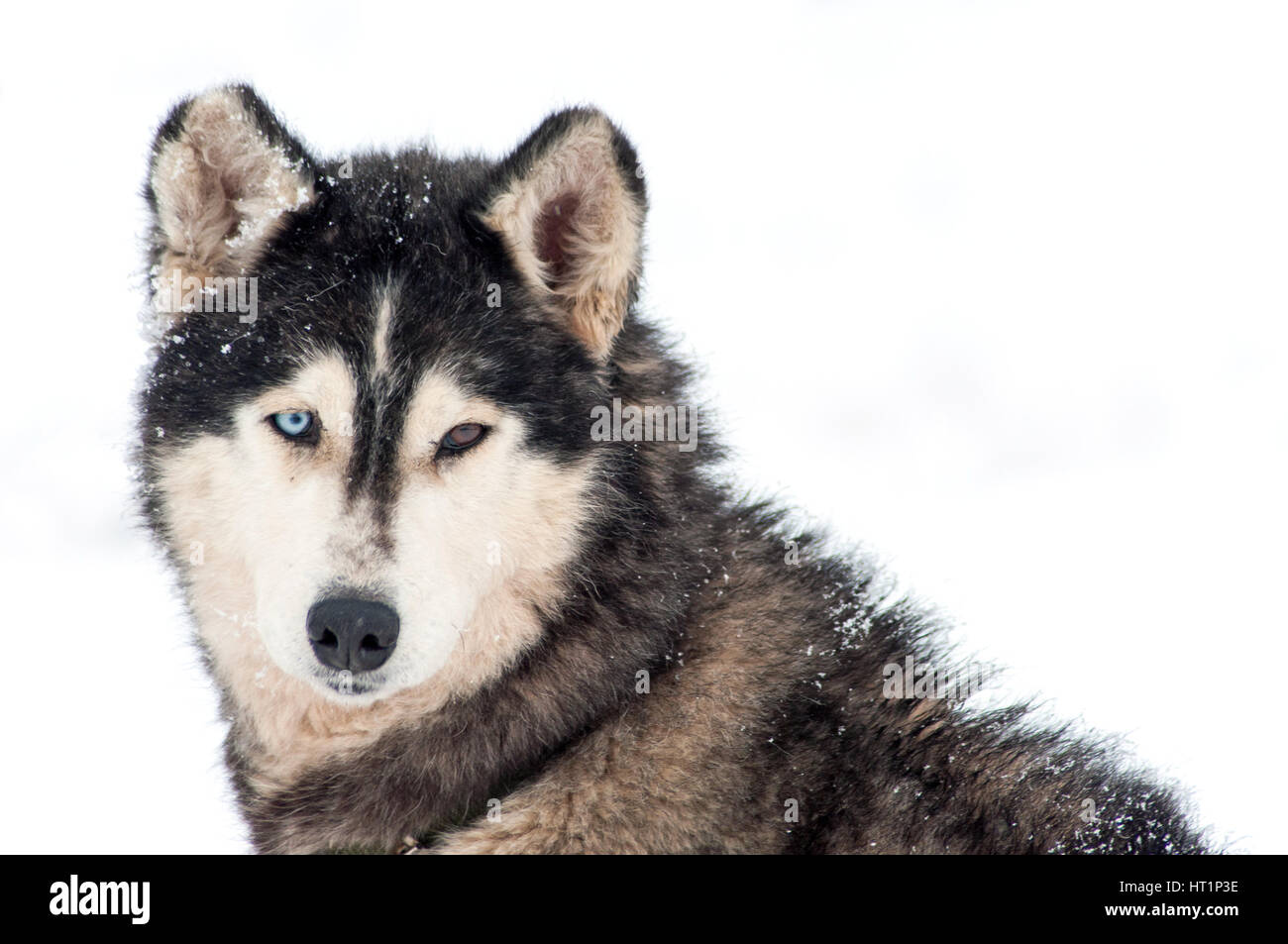 Portrait wolf husky animal hi-res stock photography and images - Alamy