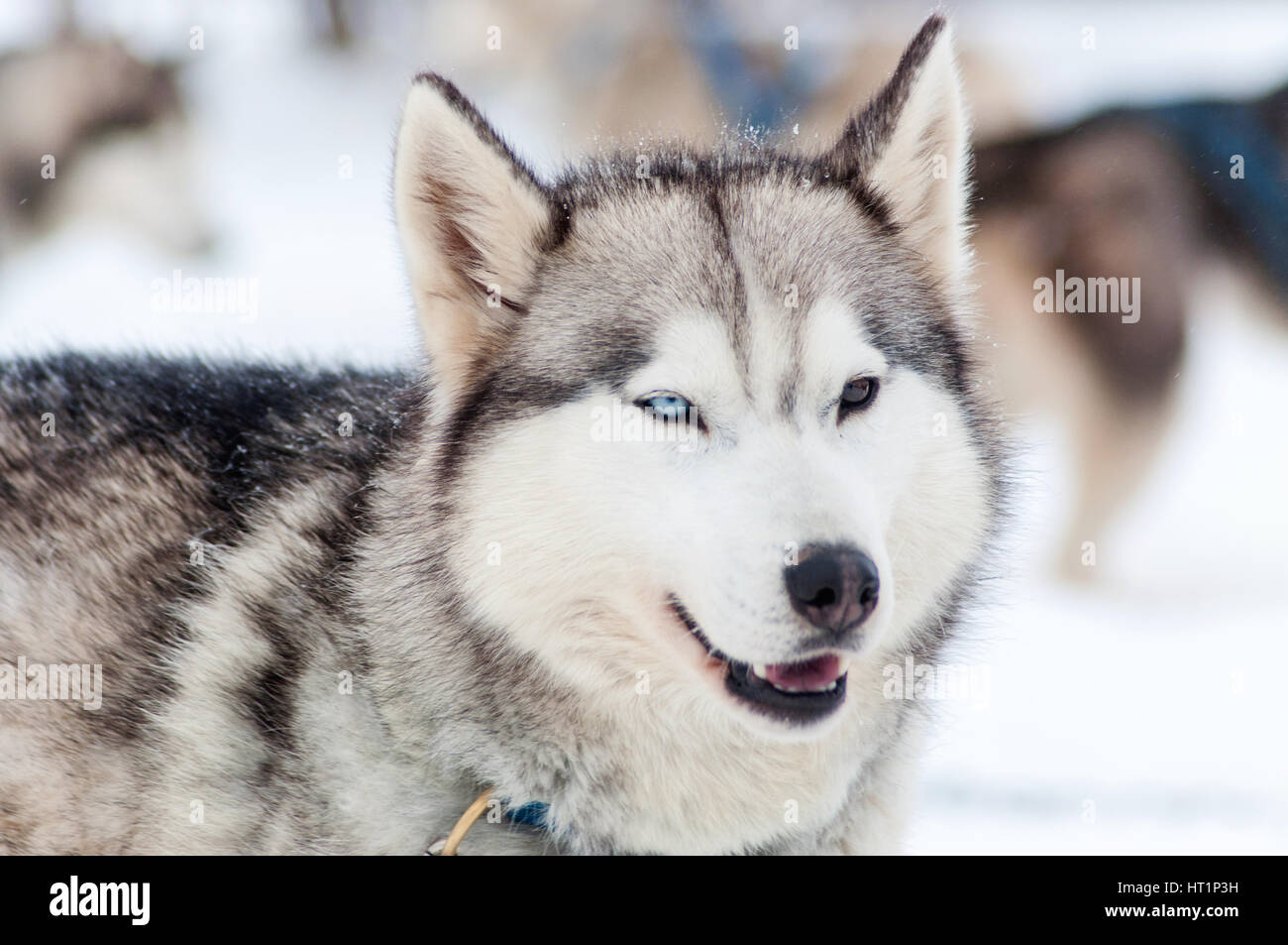 Friendly husky hi-res stock photography and images - Alamy