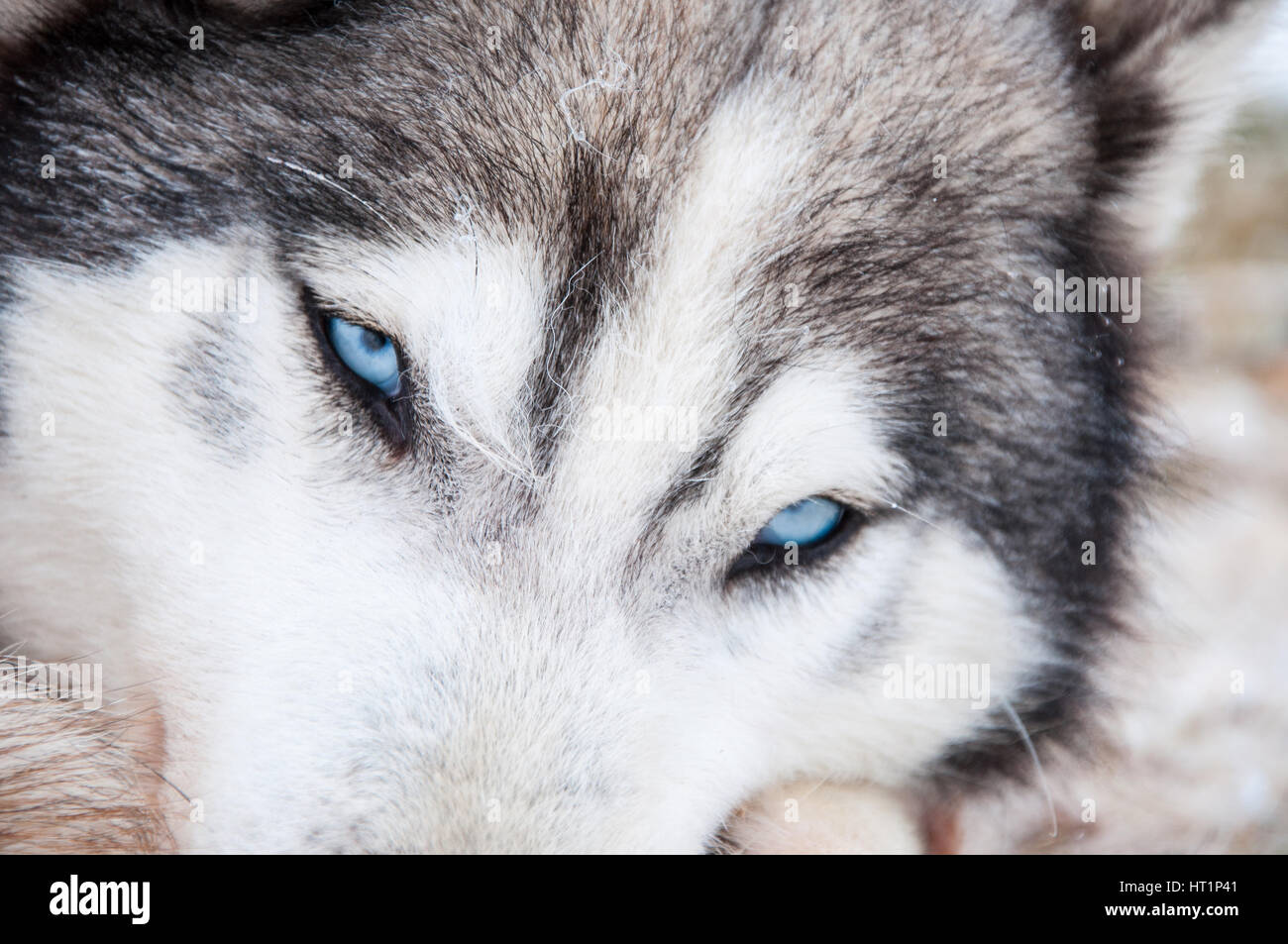 Portrait of a Siberian Husky close-up Stock Photo - Alamy