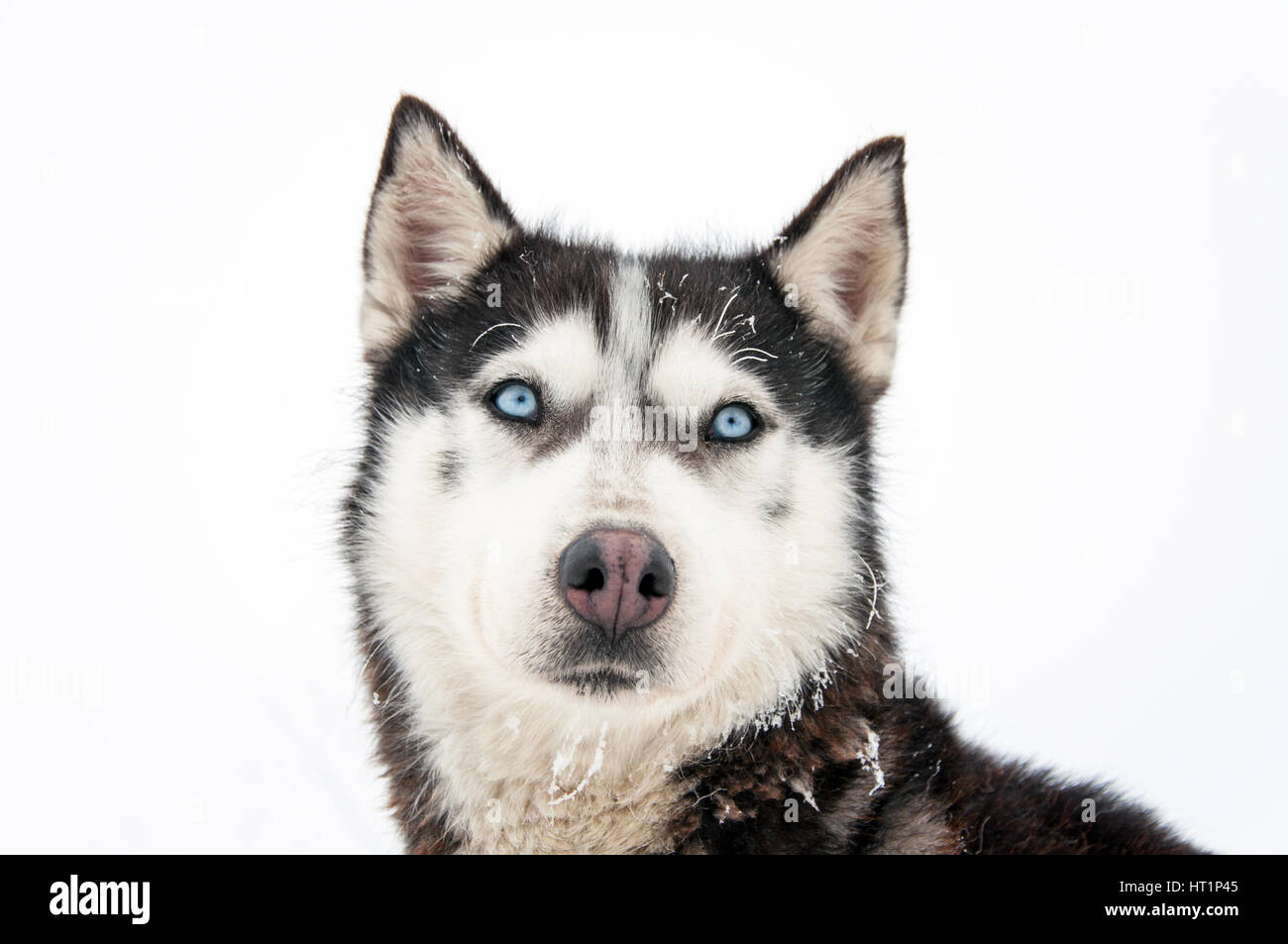 Husky dog portrait Stock Photo - Alamy