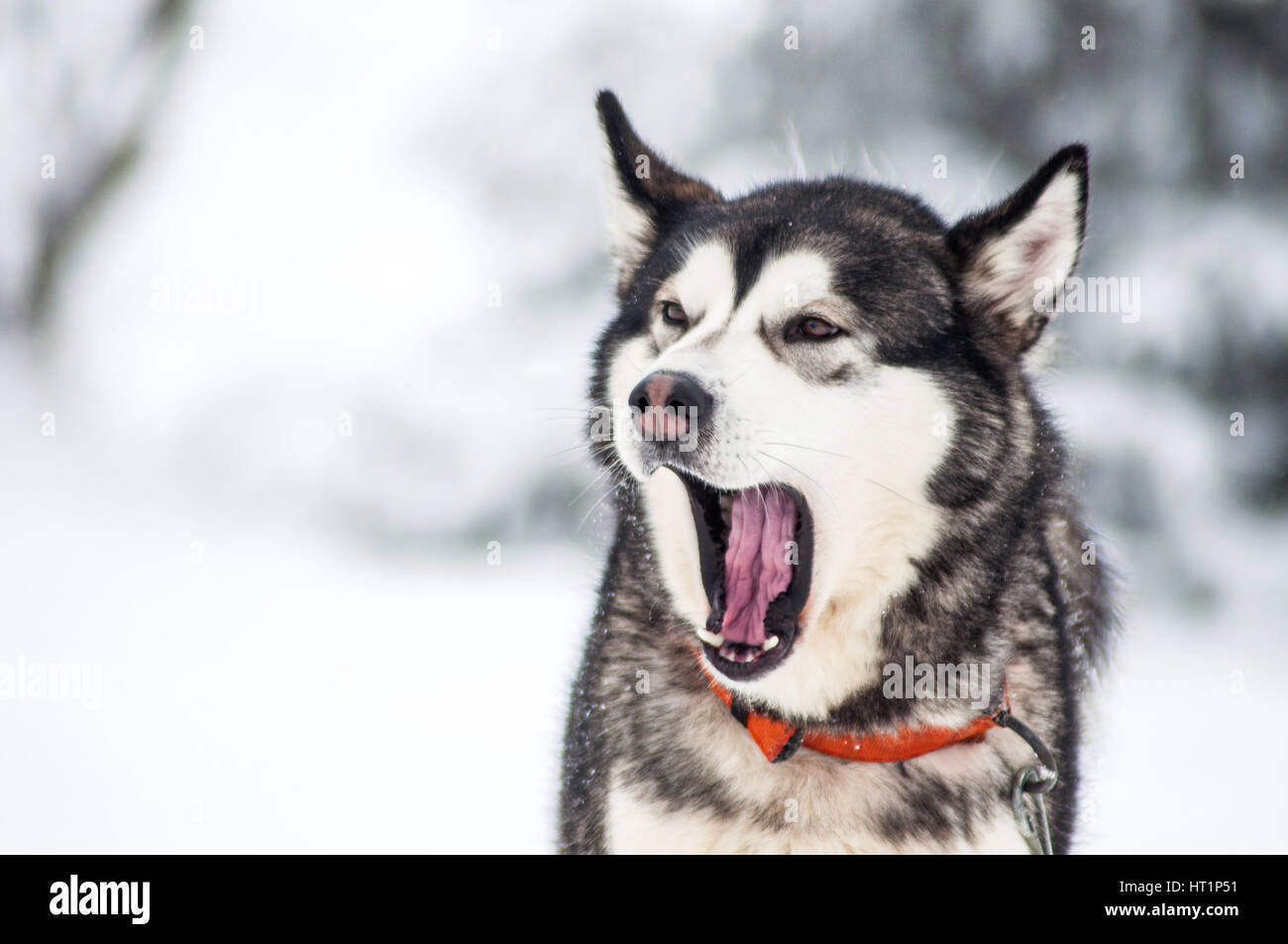Barking Husky dog Stock Photo - Alamy