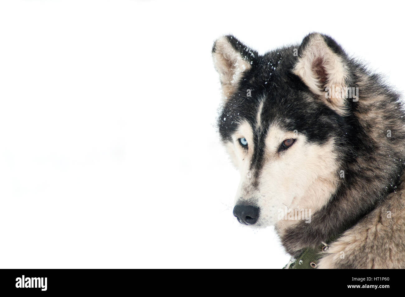Husky dog portrait Stock Photo - Alamy