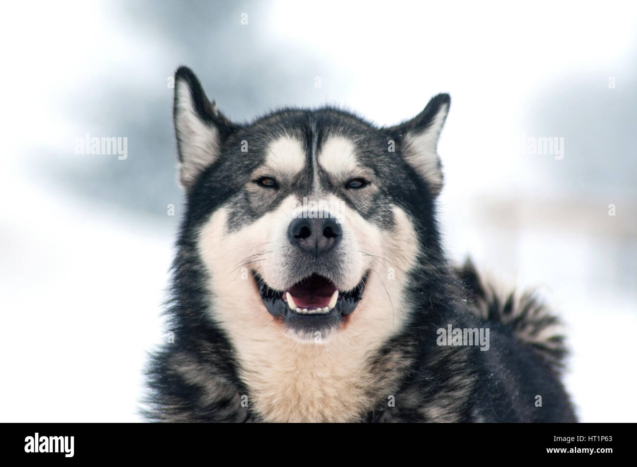 Barking Husky dog Stock Photo - Alamy
