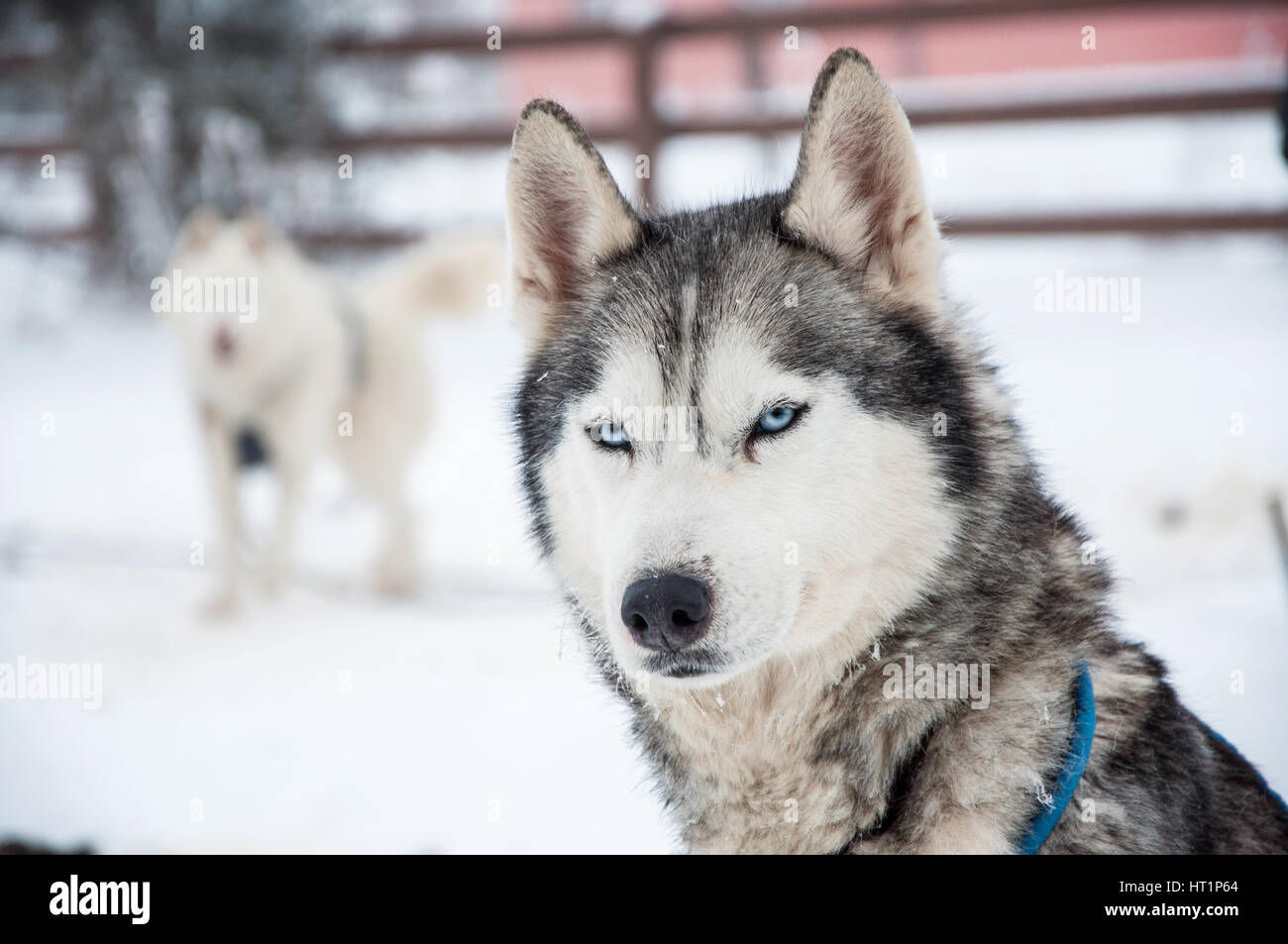 Siberian Husky dog Stock Photo - Alamy