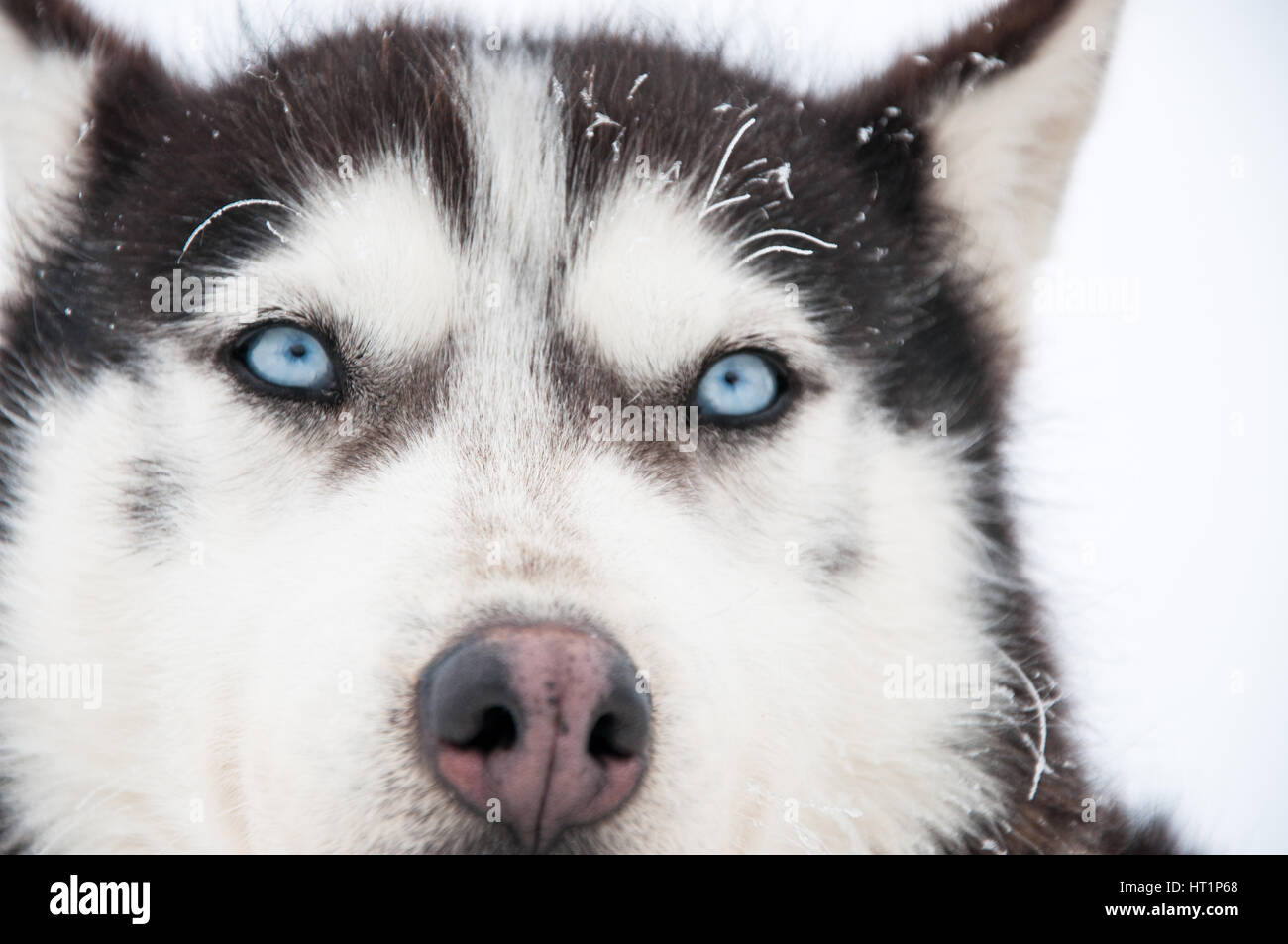 Portrait of a Siberian Husky close-up Stock Photo - Alamy