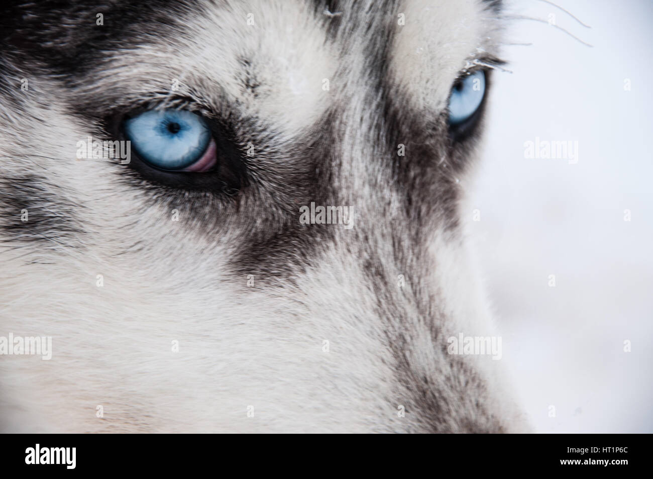 Siberian Husky close-up Stock Photo - Alamy