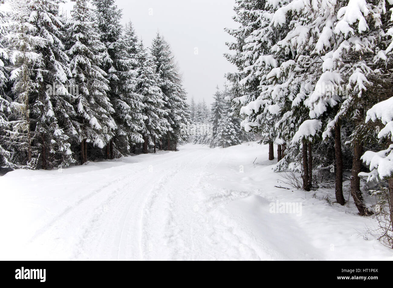 Snowy road in the forest Stock Photo - Alamy