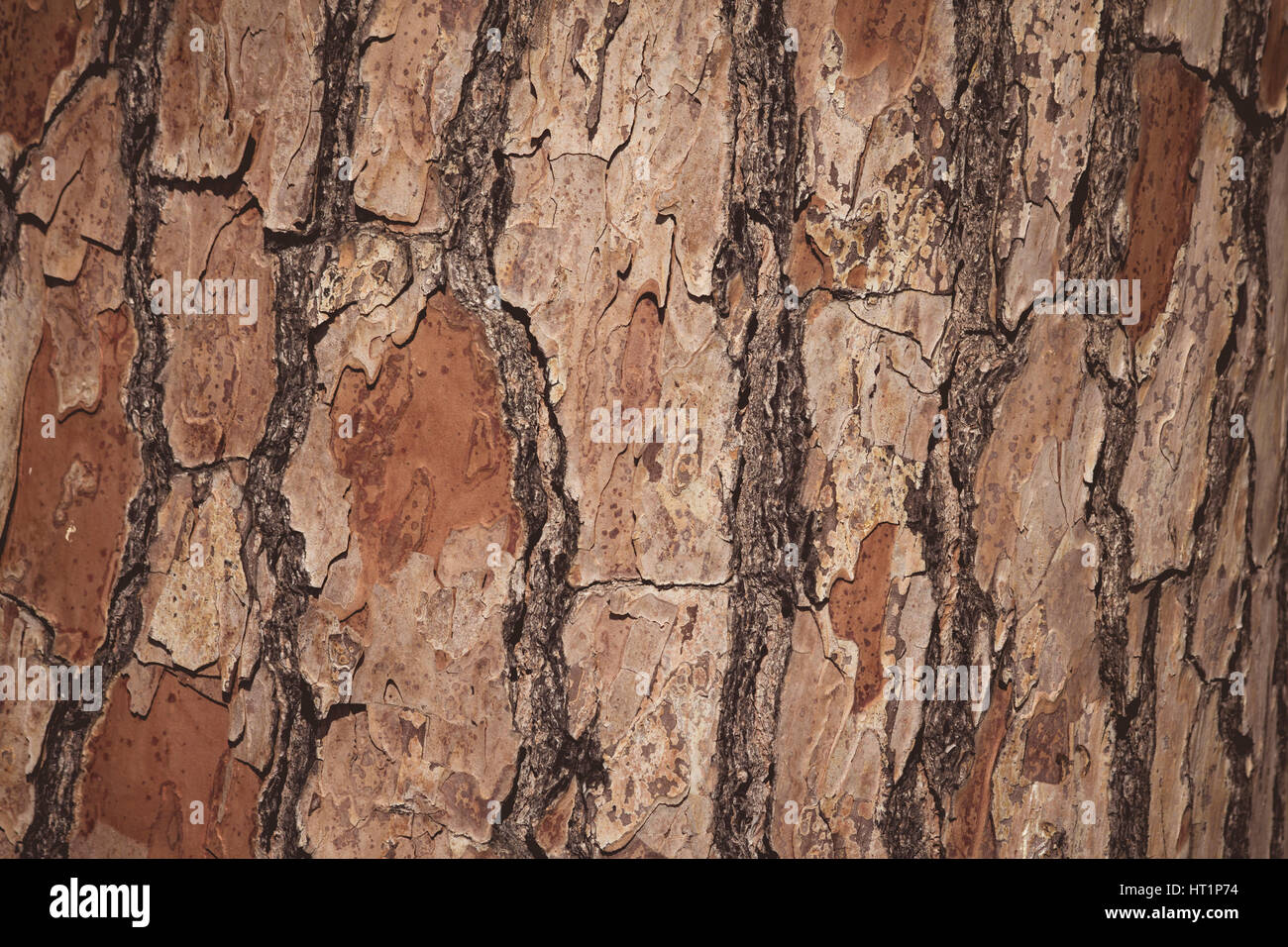 Big wooden trunk hi-res stock photography and images - Alamy