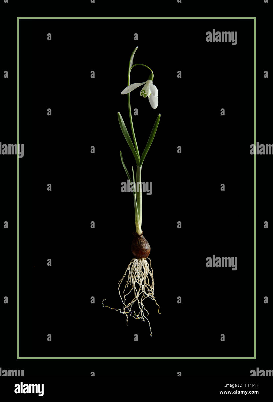 Snowdrop botanical illustration hi-res stock photography and images - Alamy