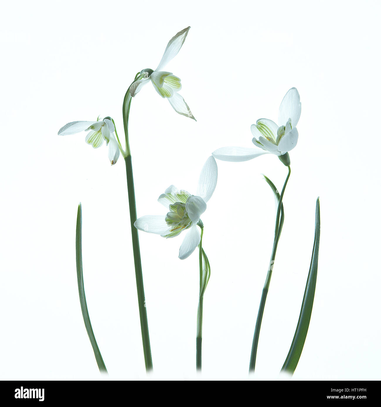 Snowdrop art hi-res stock photography and images - Alamy