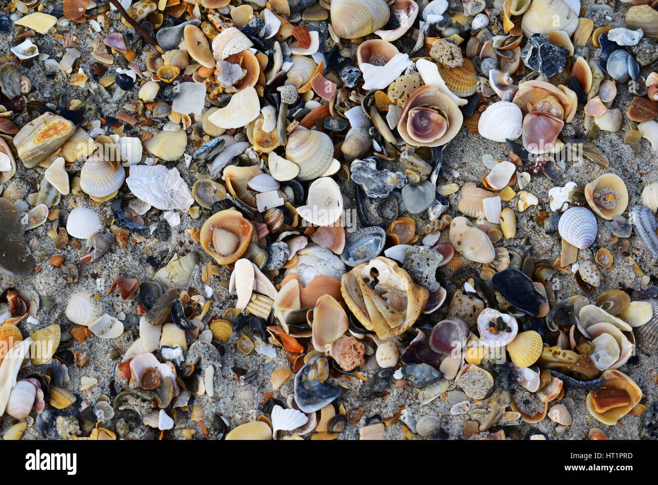 Lots of sea shells washed upon the shore Stock Photo - Alamy