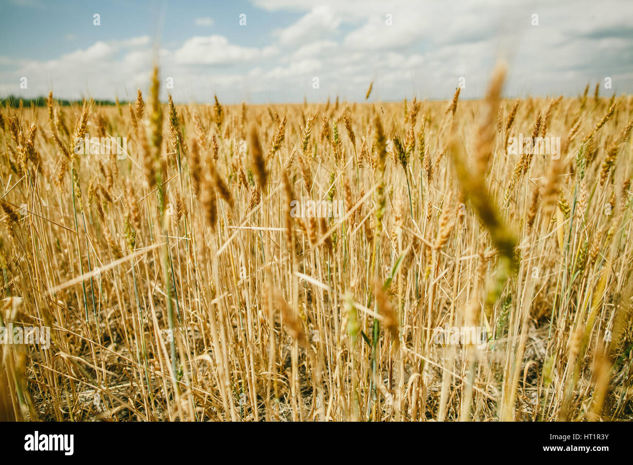 wheat field. Golden wheat landscape Stock Photo - Alamy