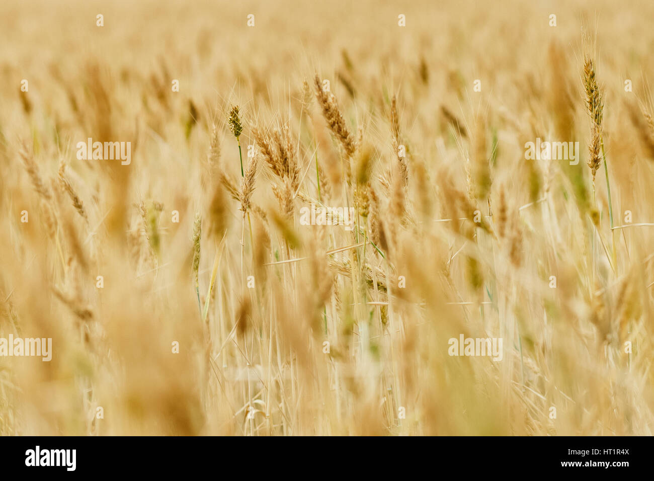 wheat field. Golden wheat landscape Stock Photo - Alamy