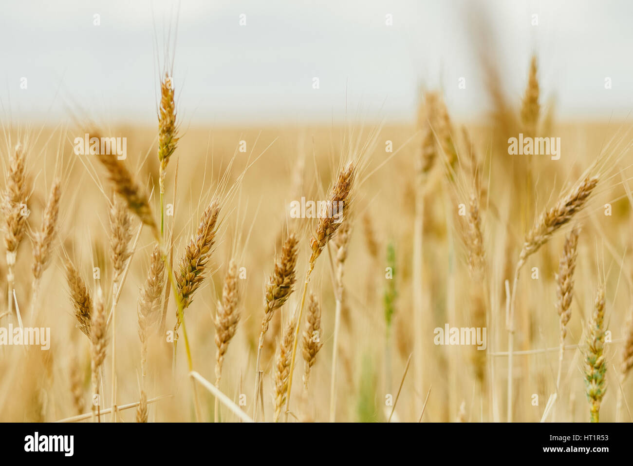 wheat field. Golden wheat landscape Stock Photo - Alamy