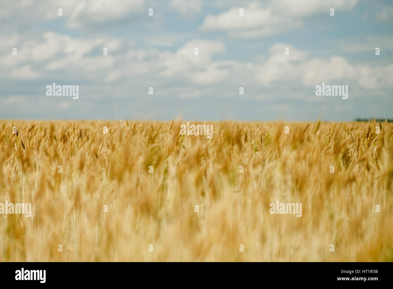 wheat field. Golden wheat landscape Stock Photo - Alamy