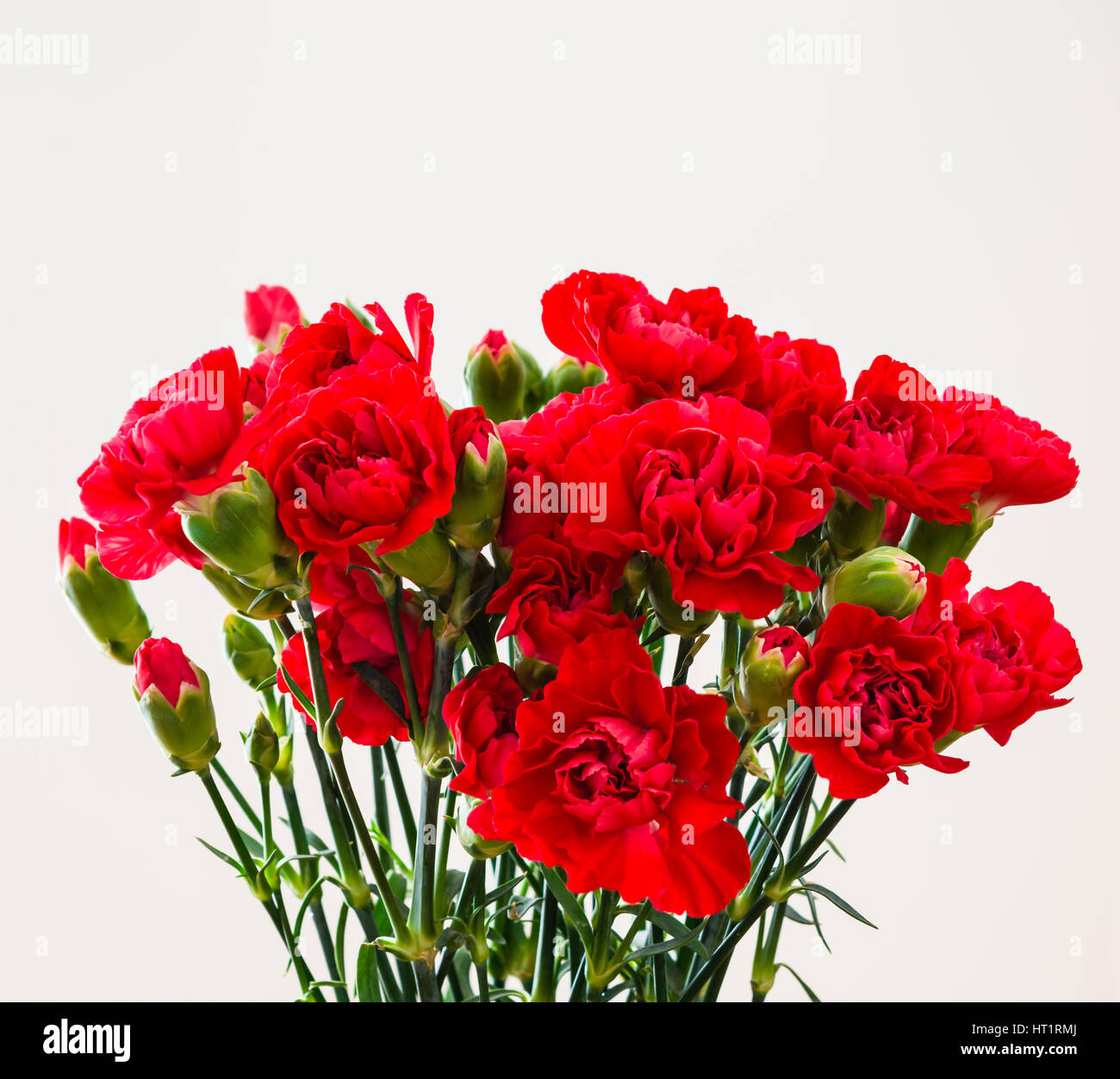 A bunch of red carnations in a bunch the flowers are mostly in bloom ...