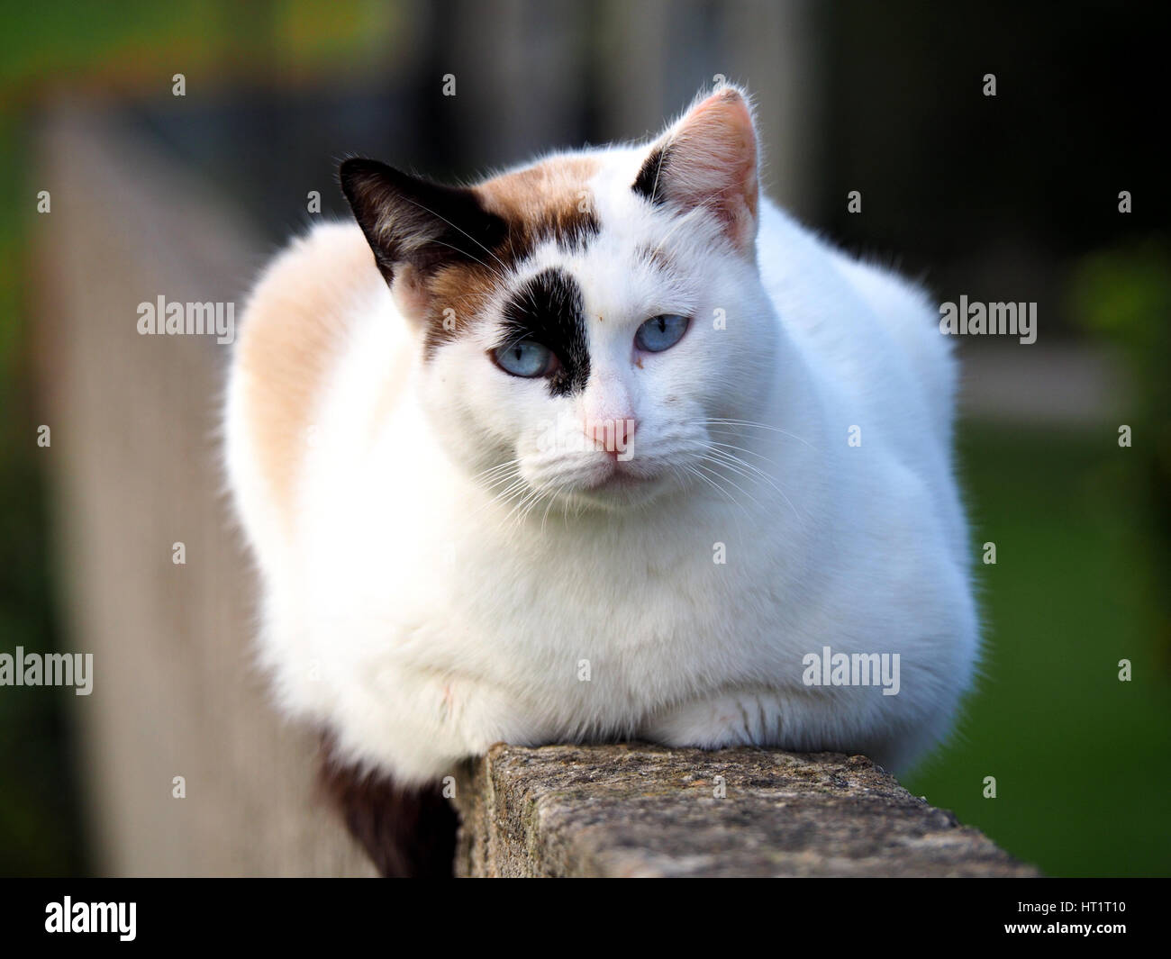 Portrait of a cute white cat Stock Photo - Alamy