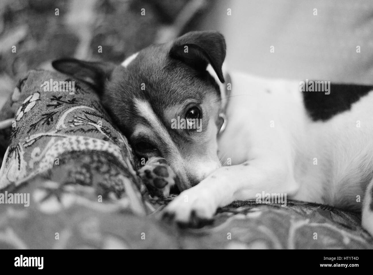 Jack russell Black and White Stock Photos & Images - Alamy