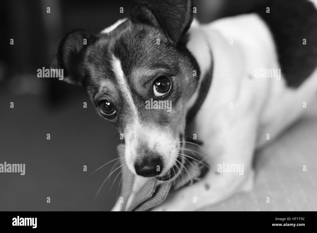 Jack russell Black and White Stock Photos & Images - Alamy