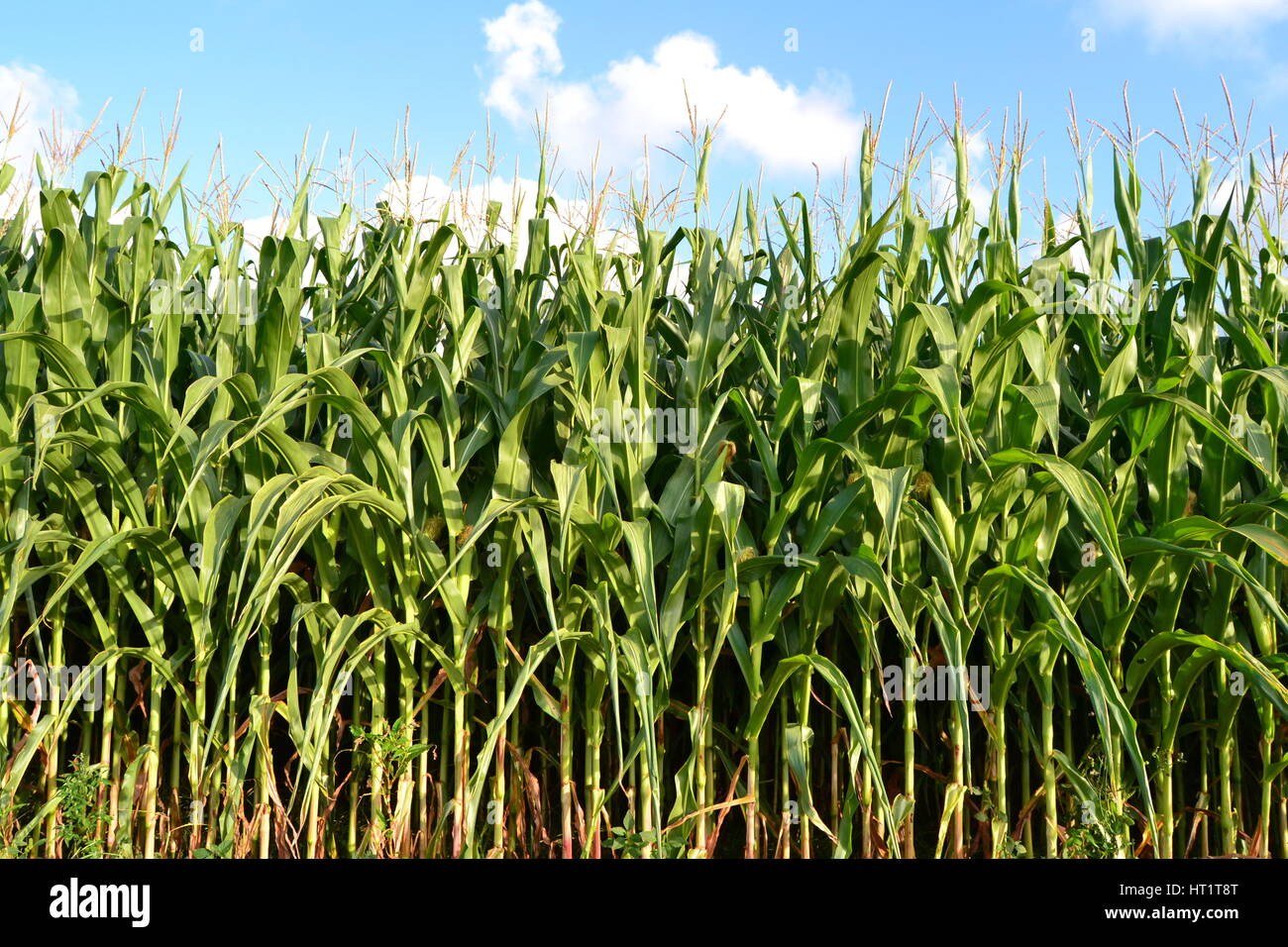 Corn field landscape hi-res stock photography and images - Alamy