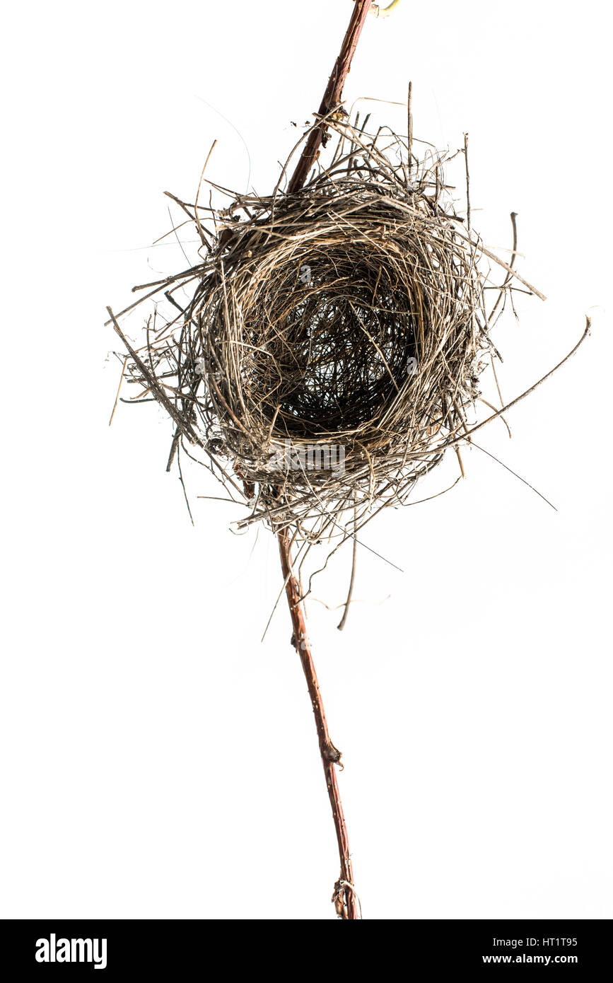 Abandoned nest on the old tree branch, isolated on white background ...