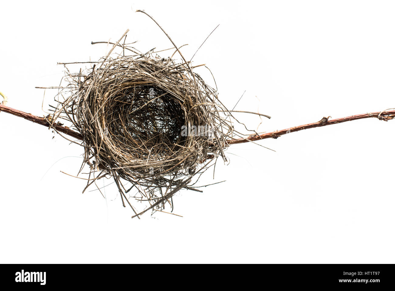 Abandoned nest on the old tree branch, isolated on white background ...