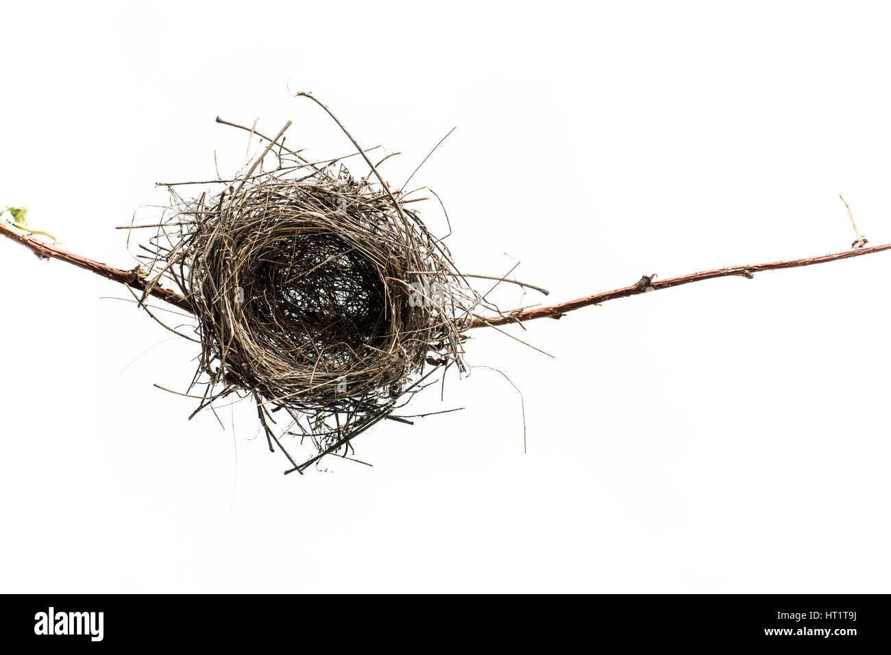Abandoned nest on the old tree branch, isolated on white background ...