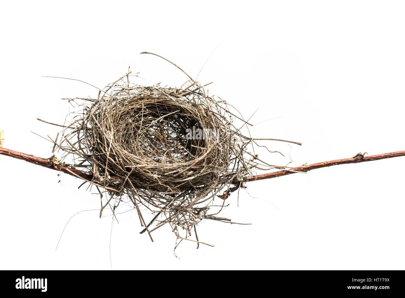 Abandoned nest on the old tree branch, isolated on white background ...