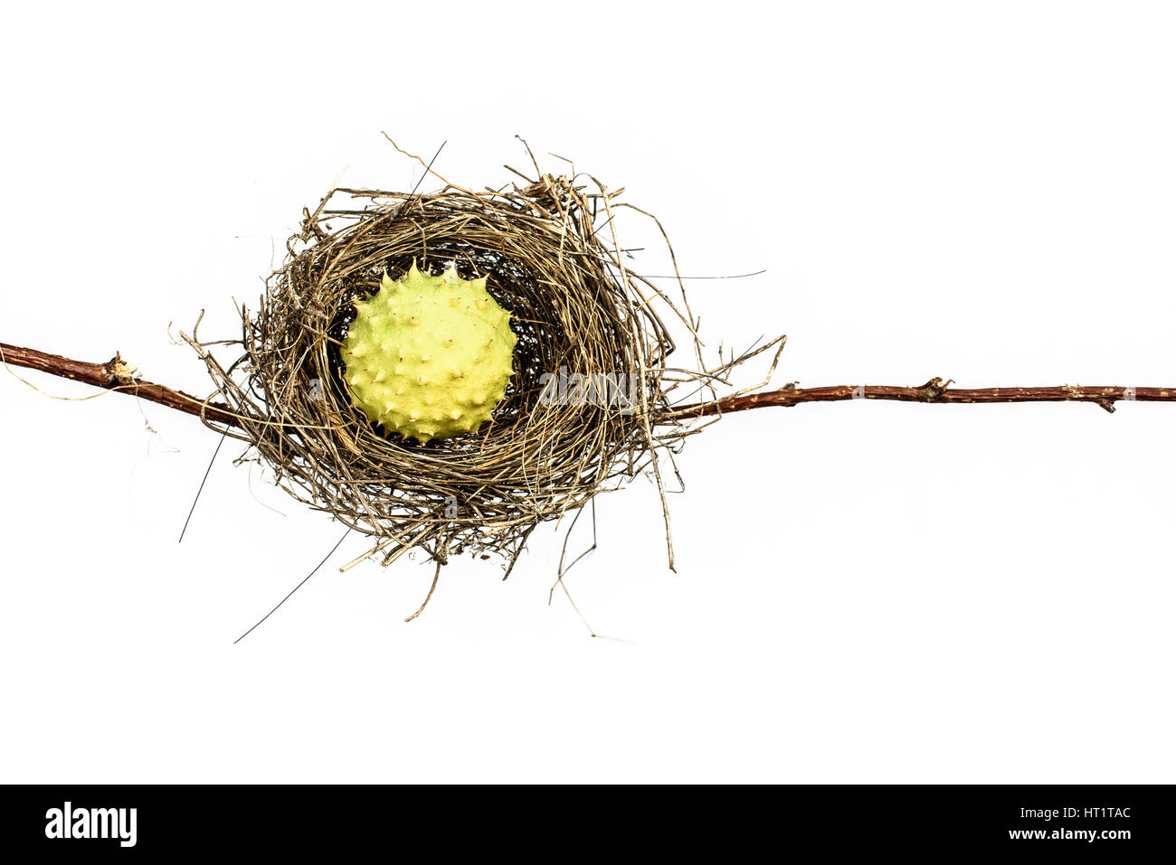 Conceptual image of a bird nest isolated on white background. Bird Nest ...