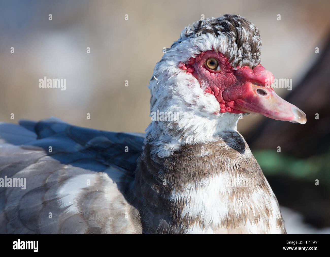Closeup of a Muscovy Duck (Cairina moschata Stock Photo - Alamy
