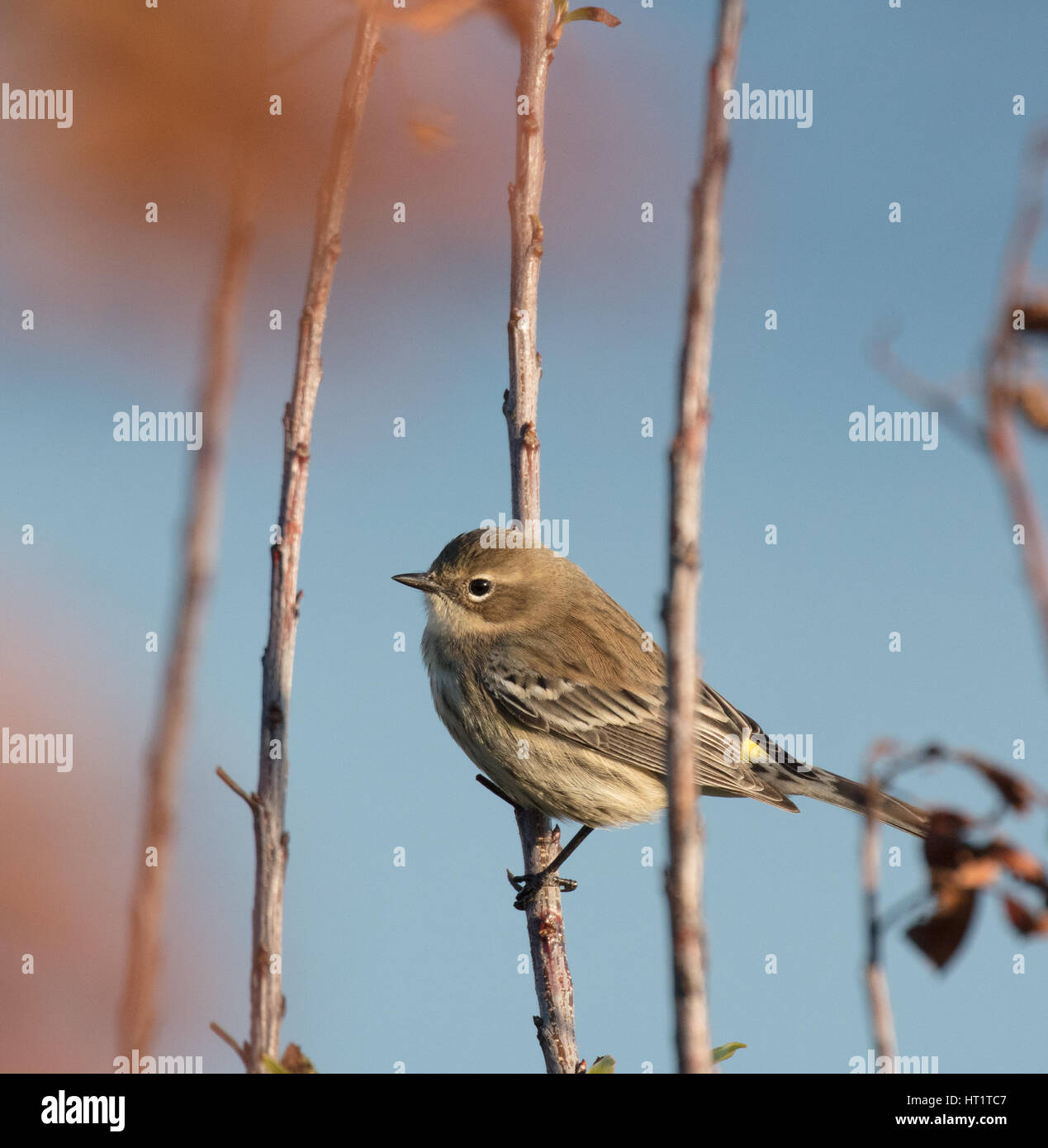 Yellow-rumped Warbler (Setophaga coronata) in non-breeding plumage ...
