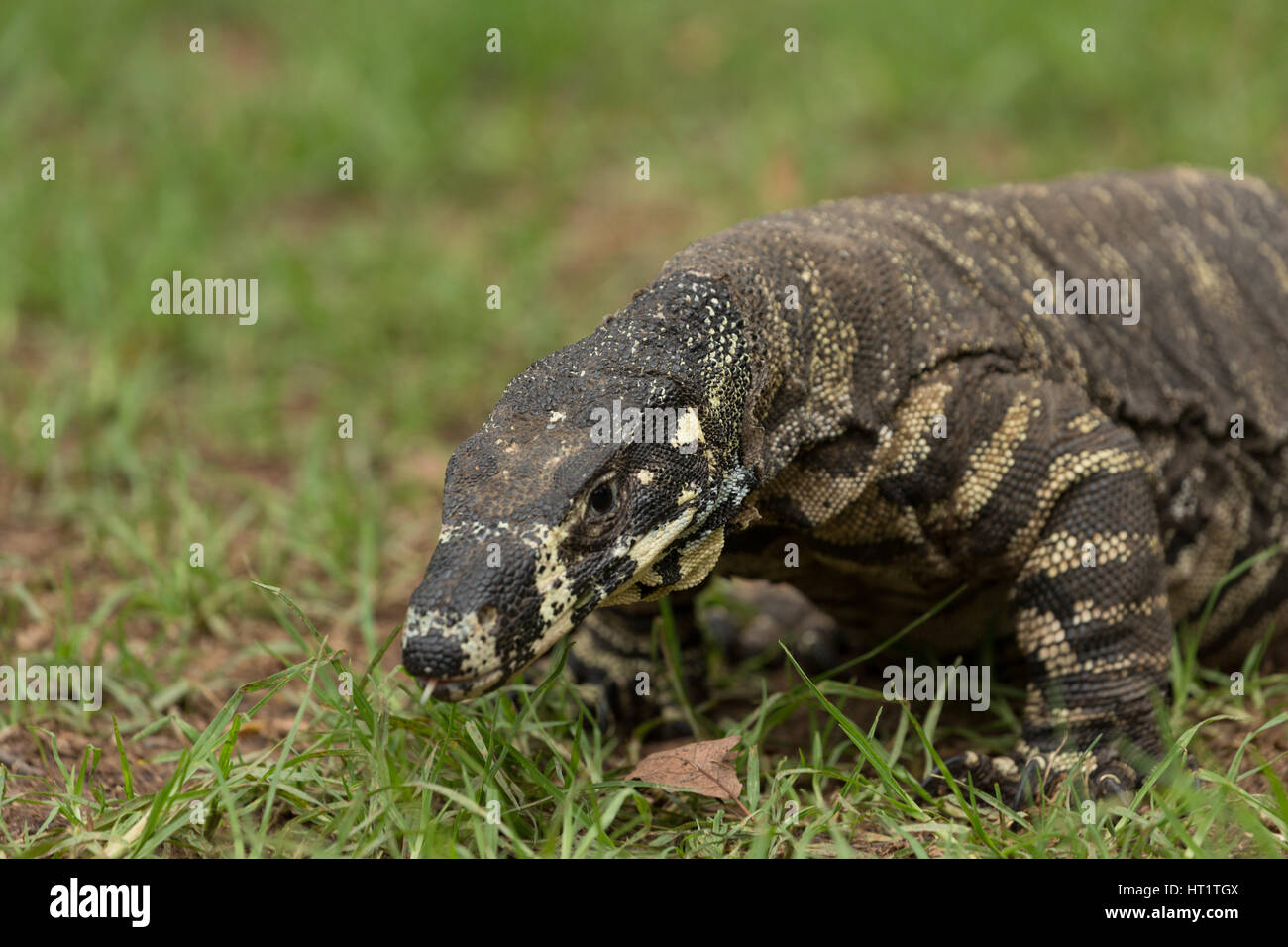 Australian lace monitor hi-res stock photography and images - Alamy