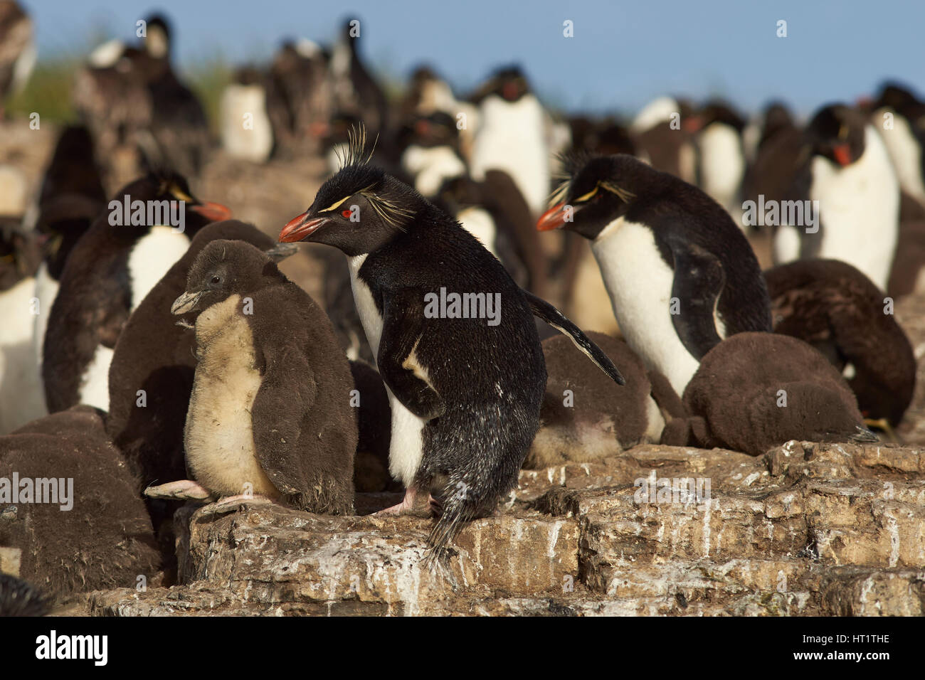 Rockhopper chick hi-res stock photography and images - Alamy