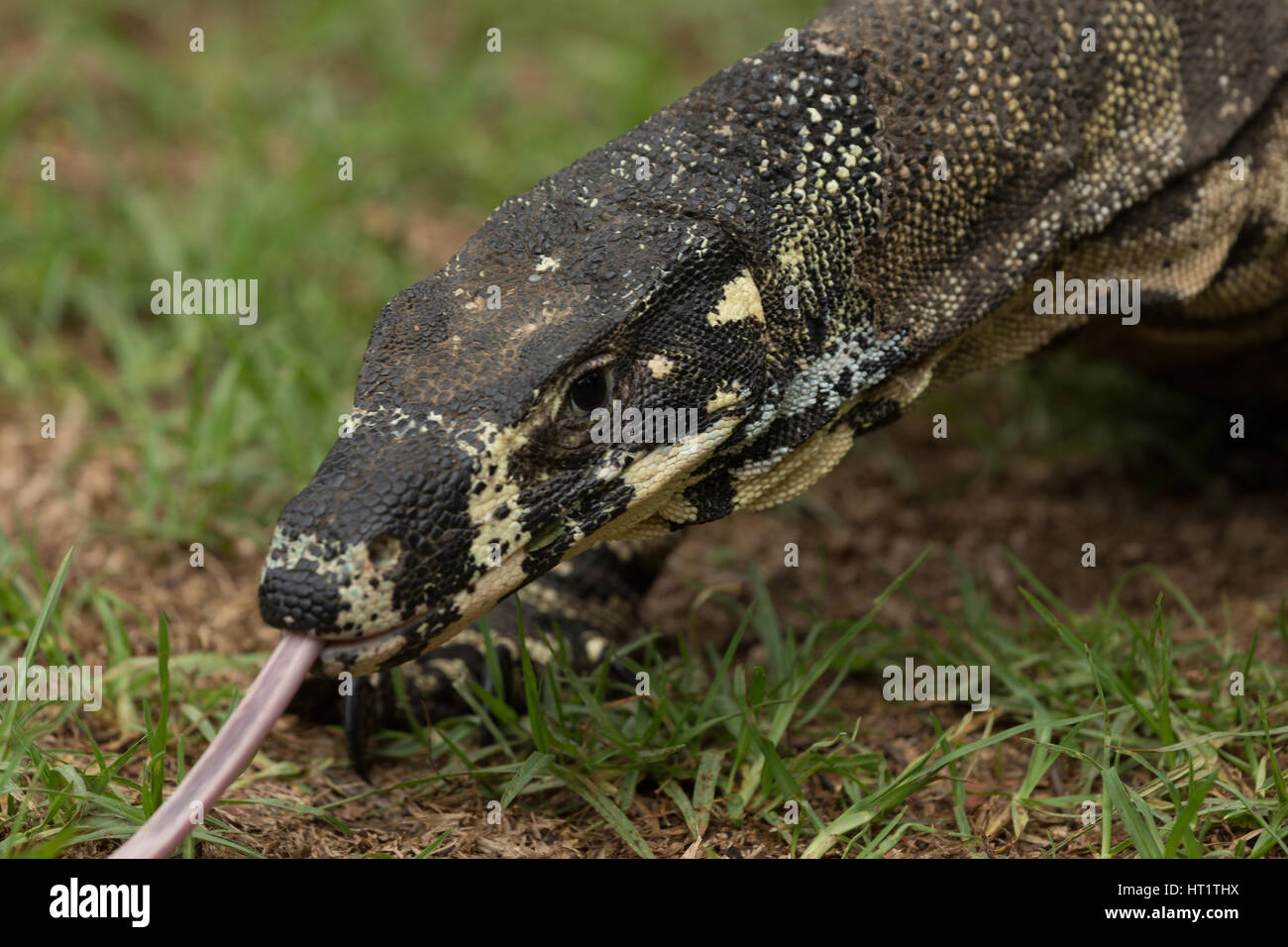 A close up photograph of a lace monitor or lace goanna (Varanus varius ...