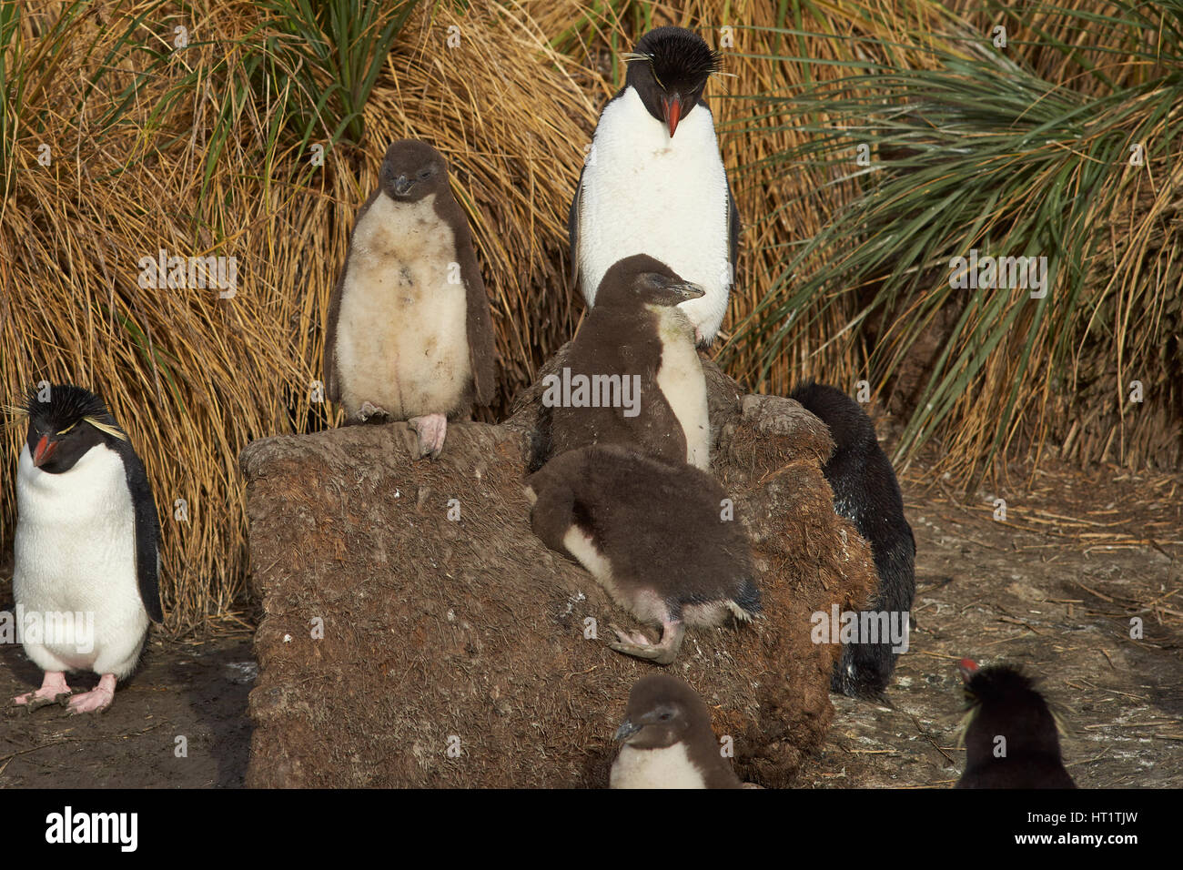 Rockhopper chick hi-res stock photography and images - Alamy
