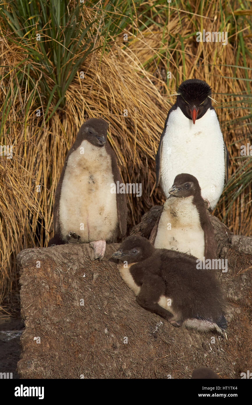 Rockhopper chick hi-res stock photography and images - Alamy