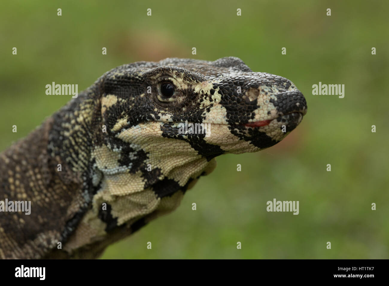 A close up photograph of a lace monitor or lace goanna (Varanus varius ...