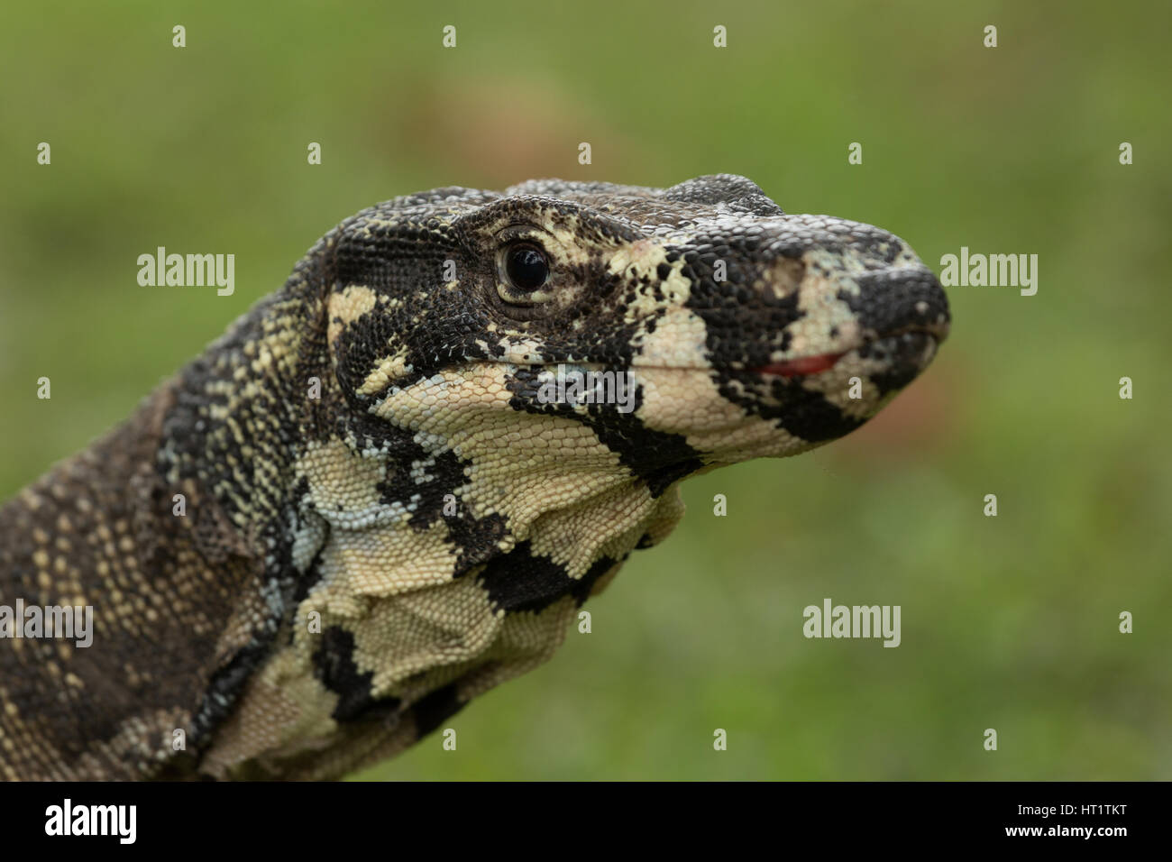 A close up photograph of a lace monitor or lace goanna (Varanus varius ...