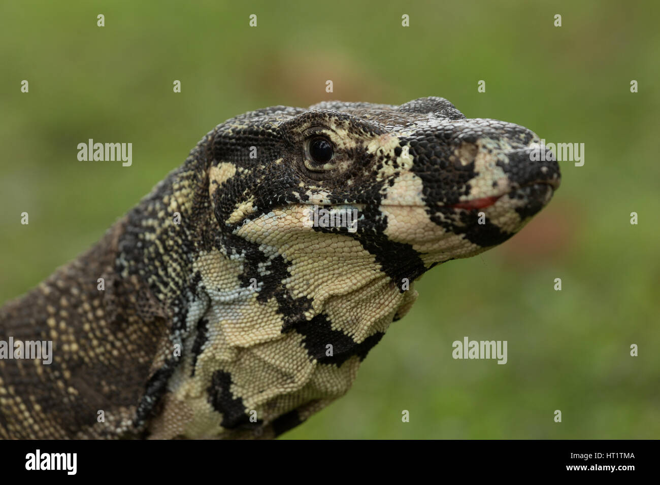 A close up photograph of a lace monitor or lace goanna (Varanus varius ...