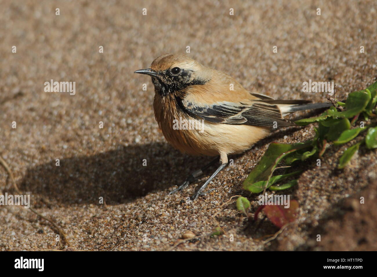 Desert Wheatear overwintering in Devon Stock Photo - Alamy