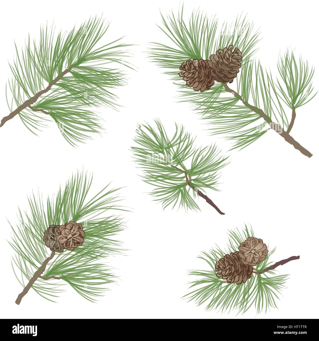 Vegetation cone Stock Vector Images - Alamy