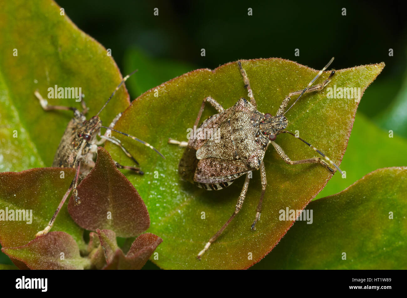 Agricultural pest hi-res stock photography and images - Alamy