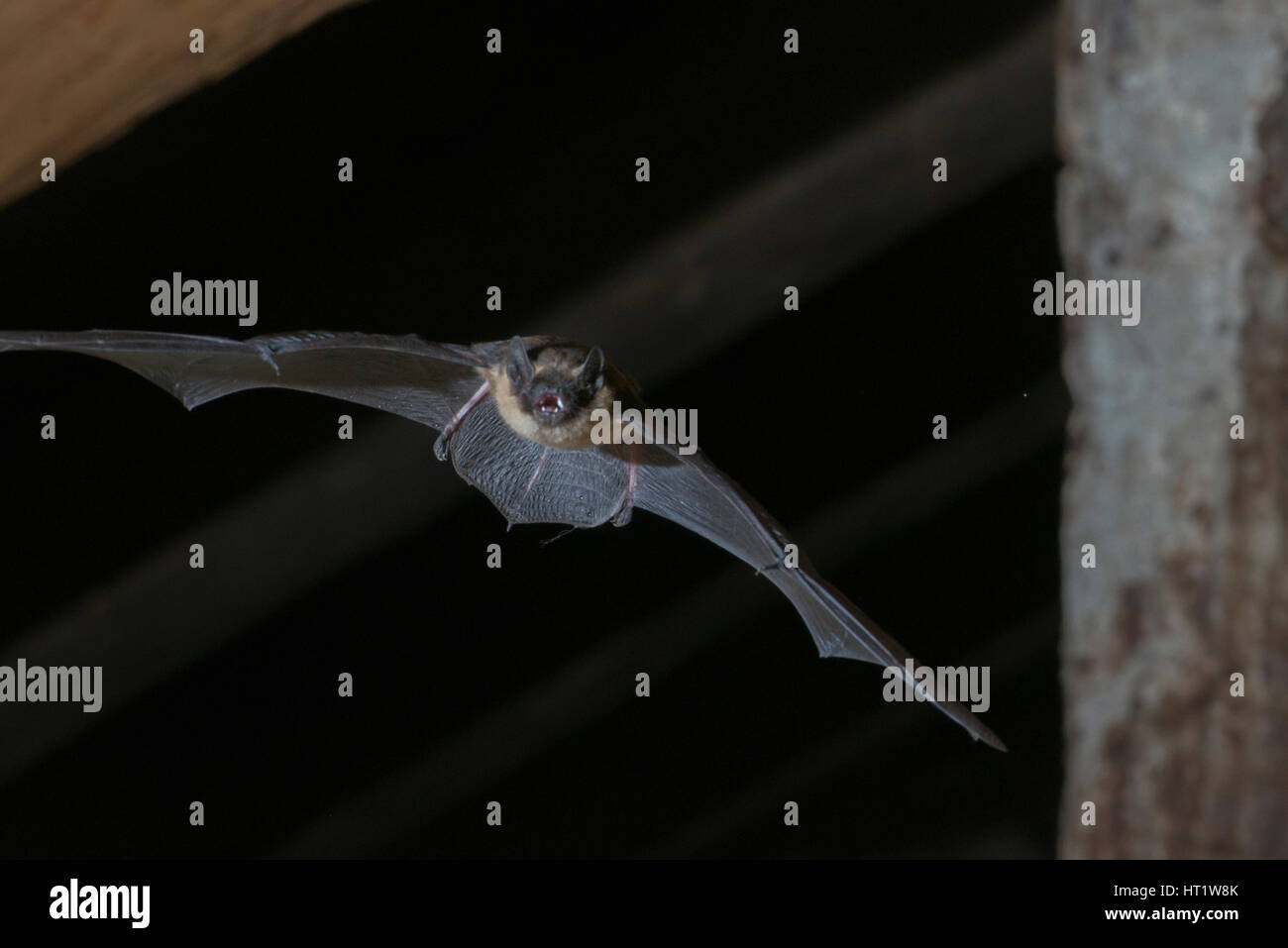 Northern Bat ( Vespertilio nilssoni) flying in an attic in southern ...