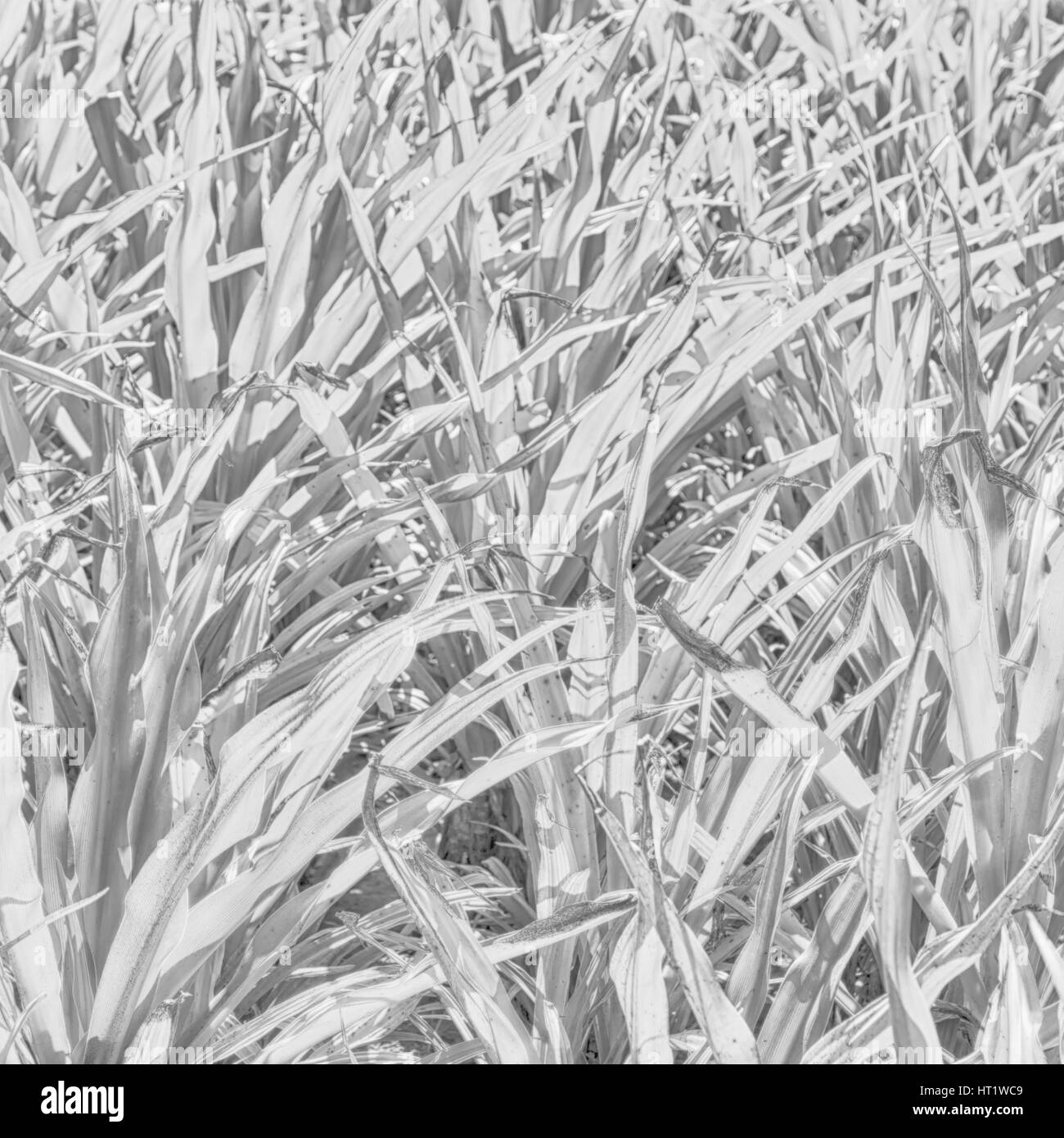 Philippines flora Black and White Stock Photos & Images - Alamy