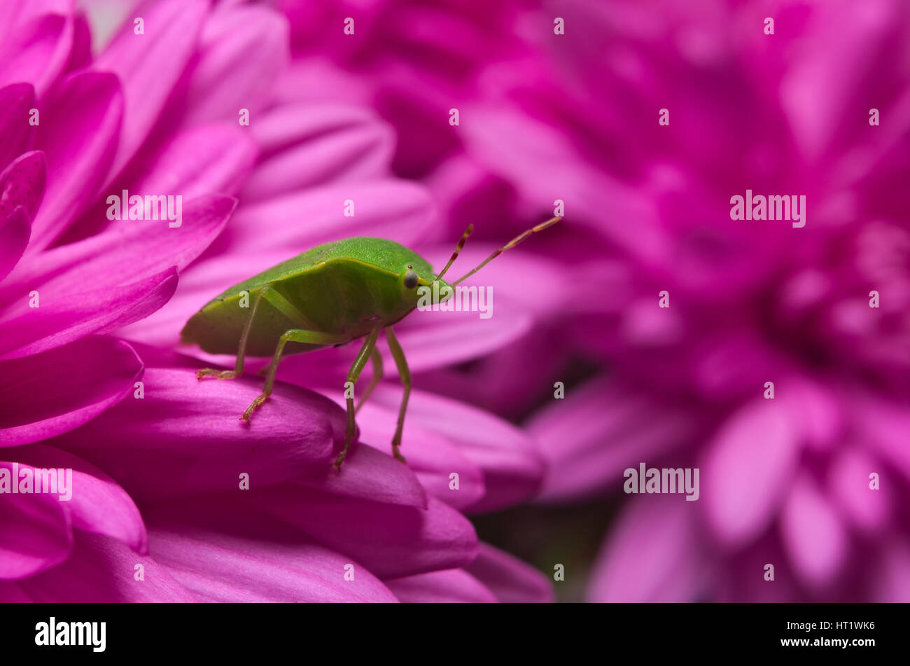 Shield bug on flowers hi-res stock photography and images - Alamy