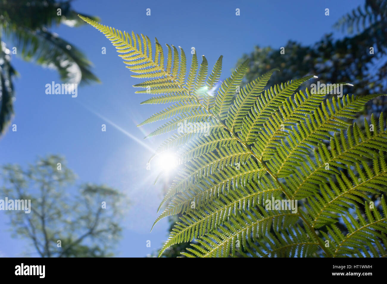 Fern frond ponga, back-lit by sun with lens flare and bokeh background ...
