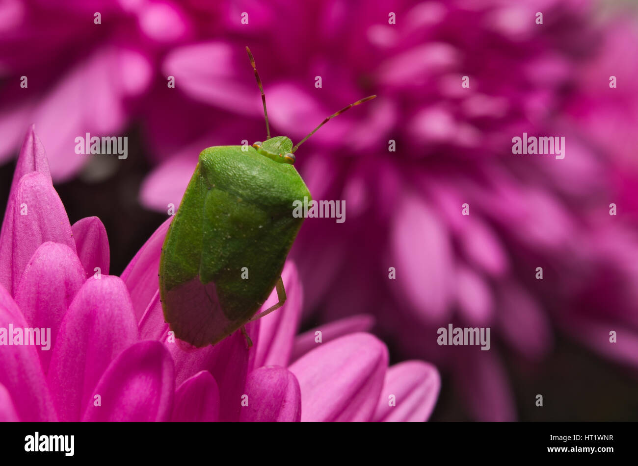 Green shield bug (Palomena prasina) on purple flowers Stock Photo - Alamy