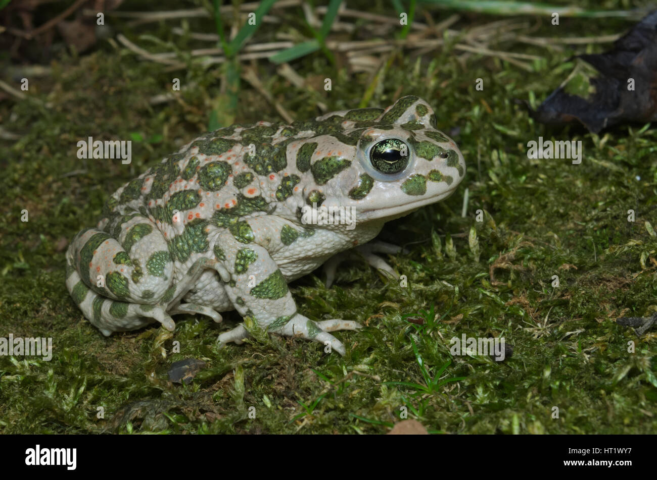European green toad (Bufotes viridis) wandering on moss in an Italian ...