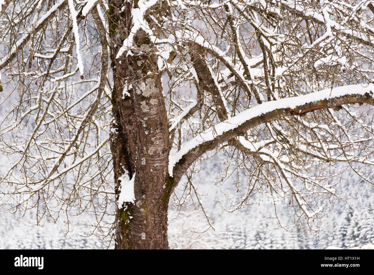 Details of snow and ice Stock Photo - Alamy