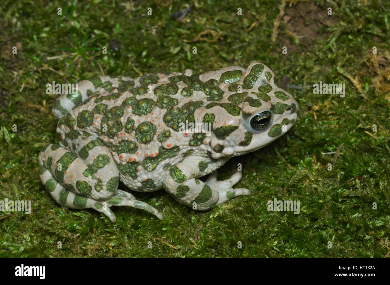 European green toad (Bufotes viridis) wandering on moss in an Italian ...